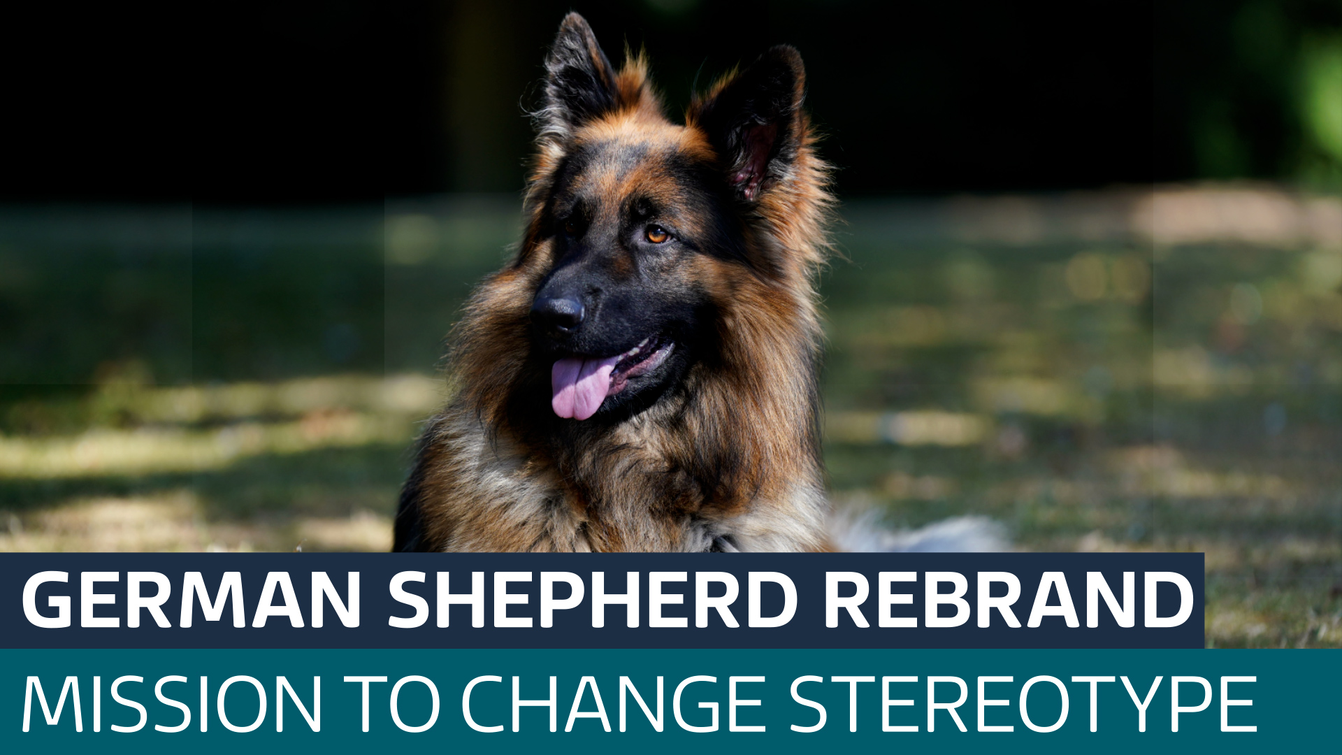 Guide Dogs charity launches campaign to make German Shepherds more ...