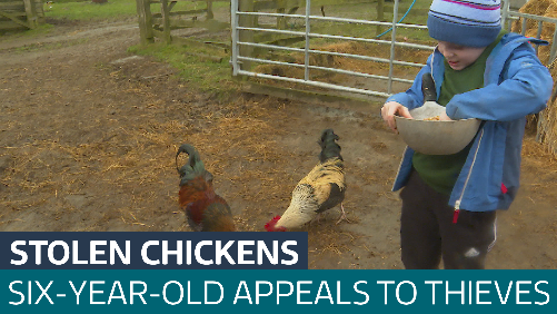 'Give them back' - Boy left devastated following farm theft - Latest ...