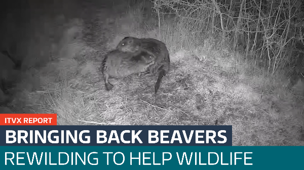 Beavers back after 400 years thanks to rewilding plan - Latest From ITV ...