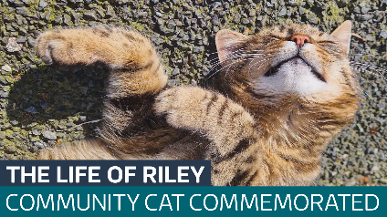 Thousands of pounds raised to remember Riley, the stray Lake District ...