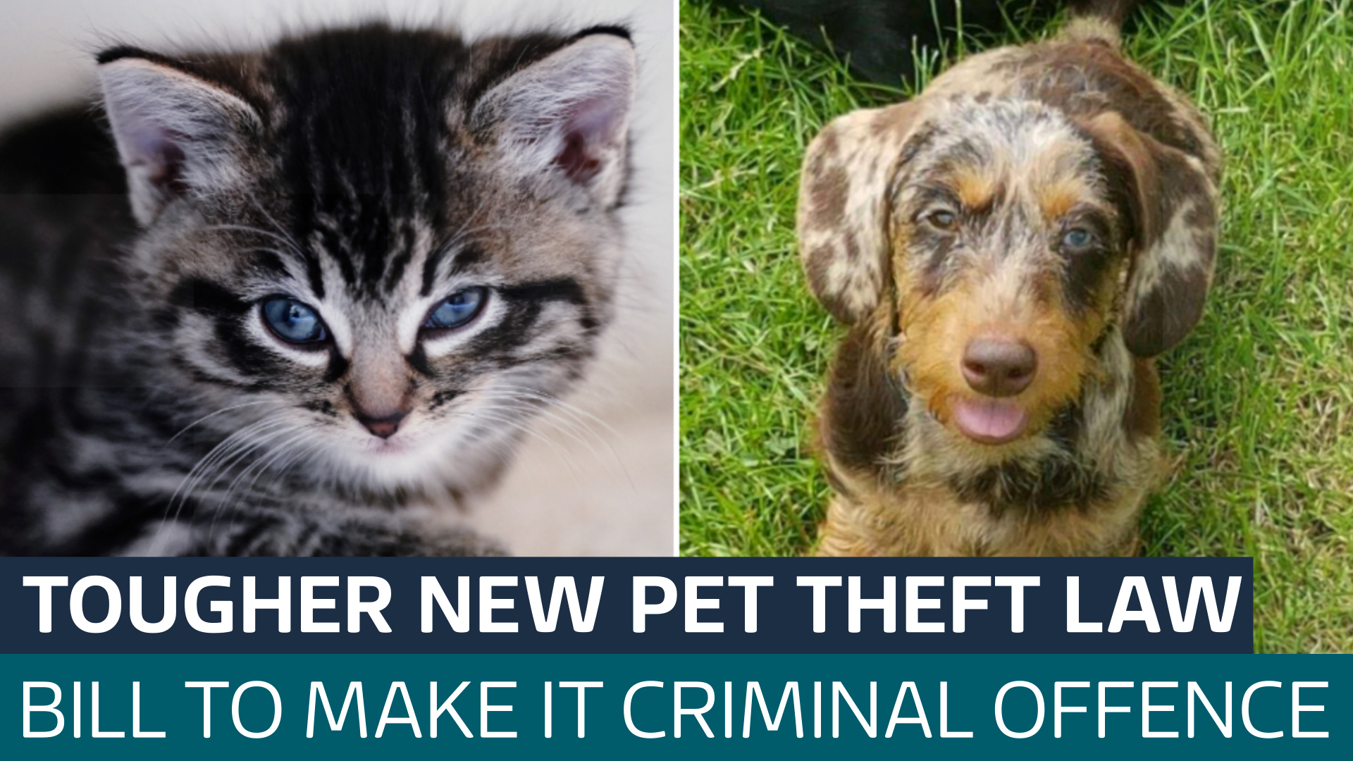 Victims of pet theft hail new law making act a criminal offence ...