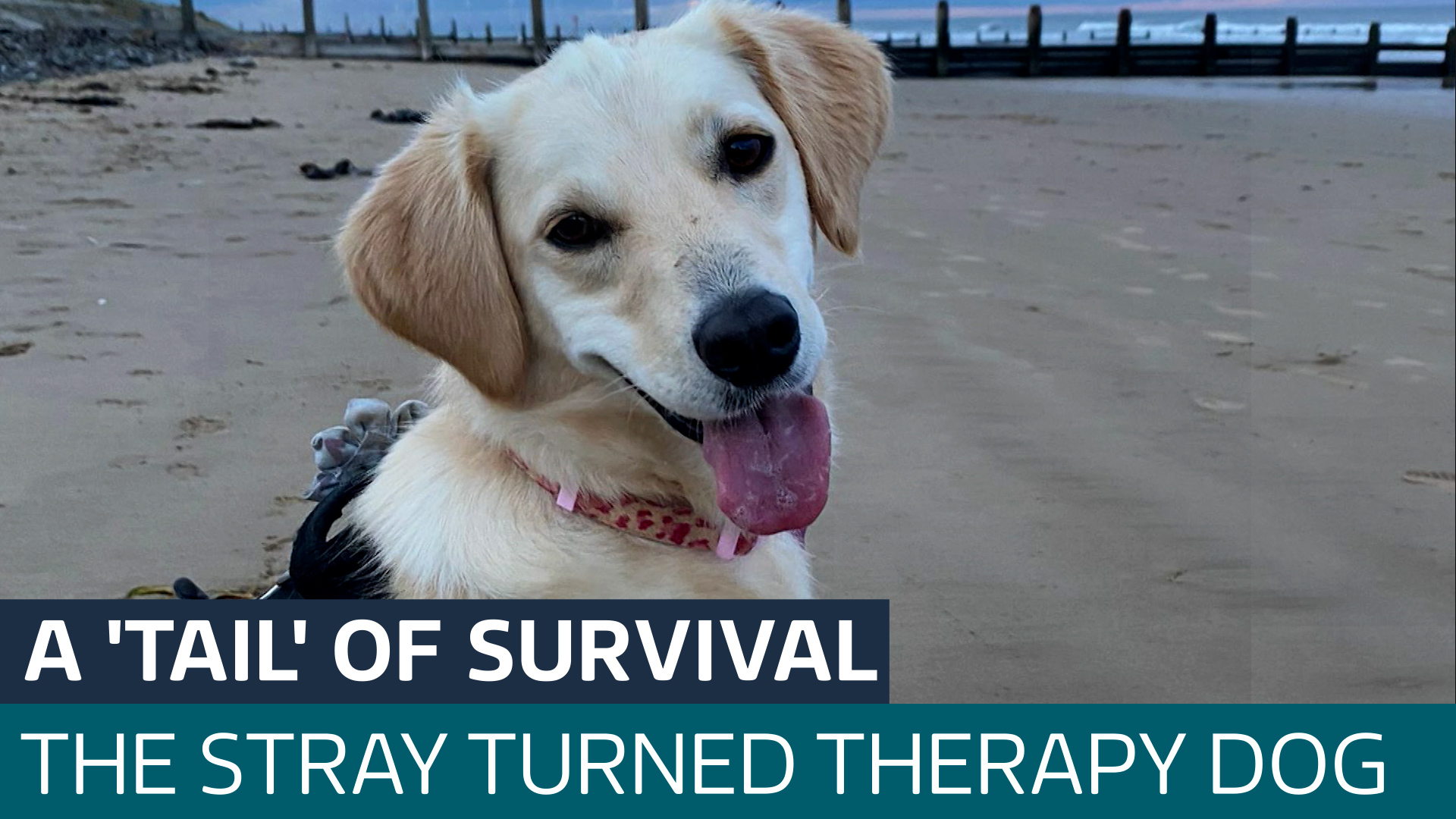 Romanian rescue dog saved from being put down is now helping others ...