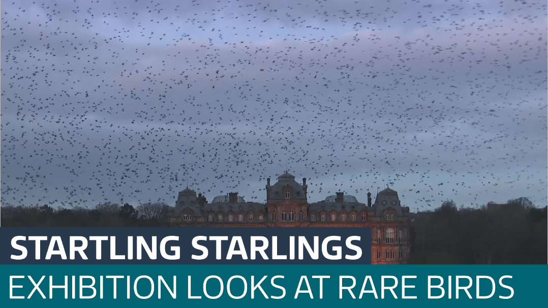 The exhibition documenting why hundreds of birds perform stunning ...