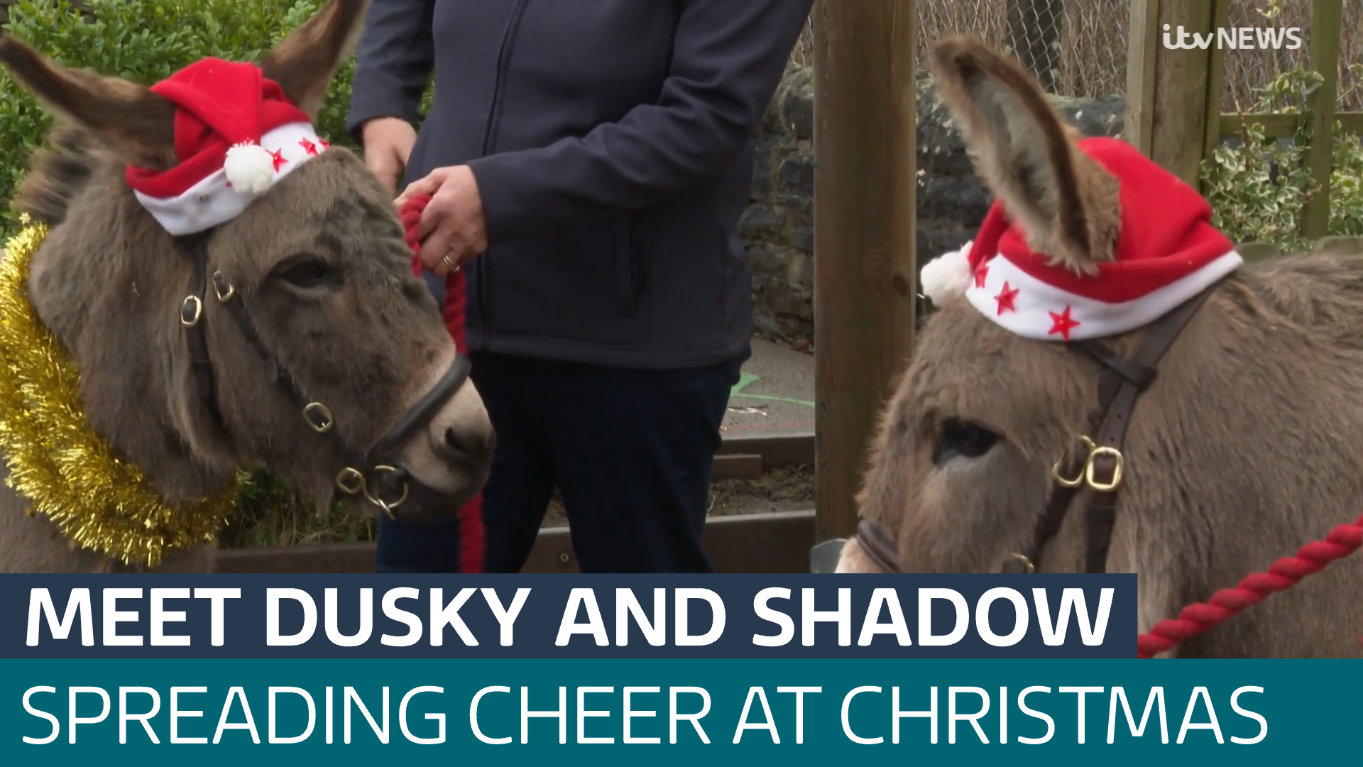 Meet Dusky and Shadow - Latest From ITV News