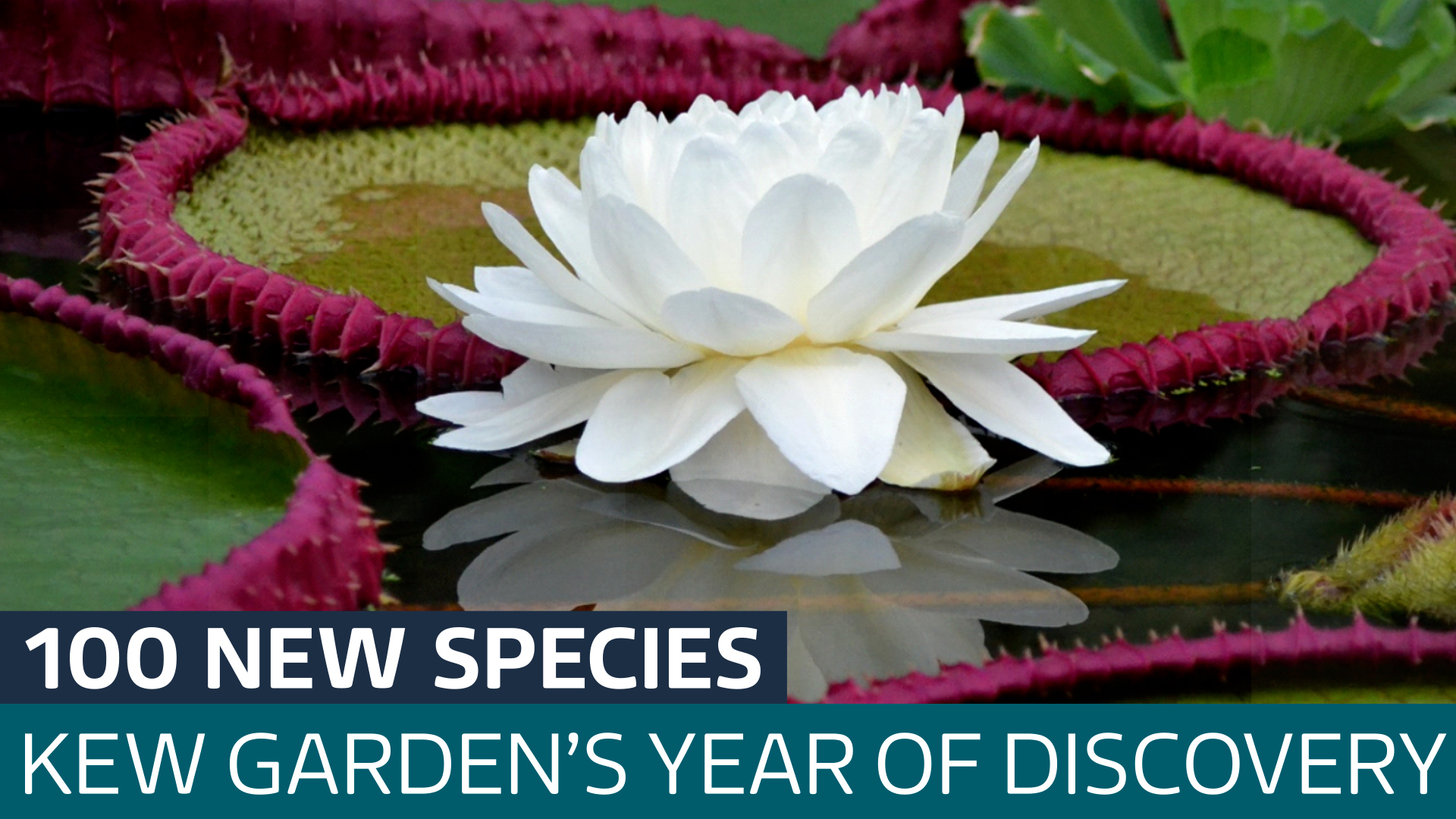 One hundred new plants species discovered around the world - Latest ...