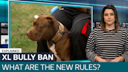 Everything You Need To Know About The New XL Bully Rules Latest From