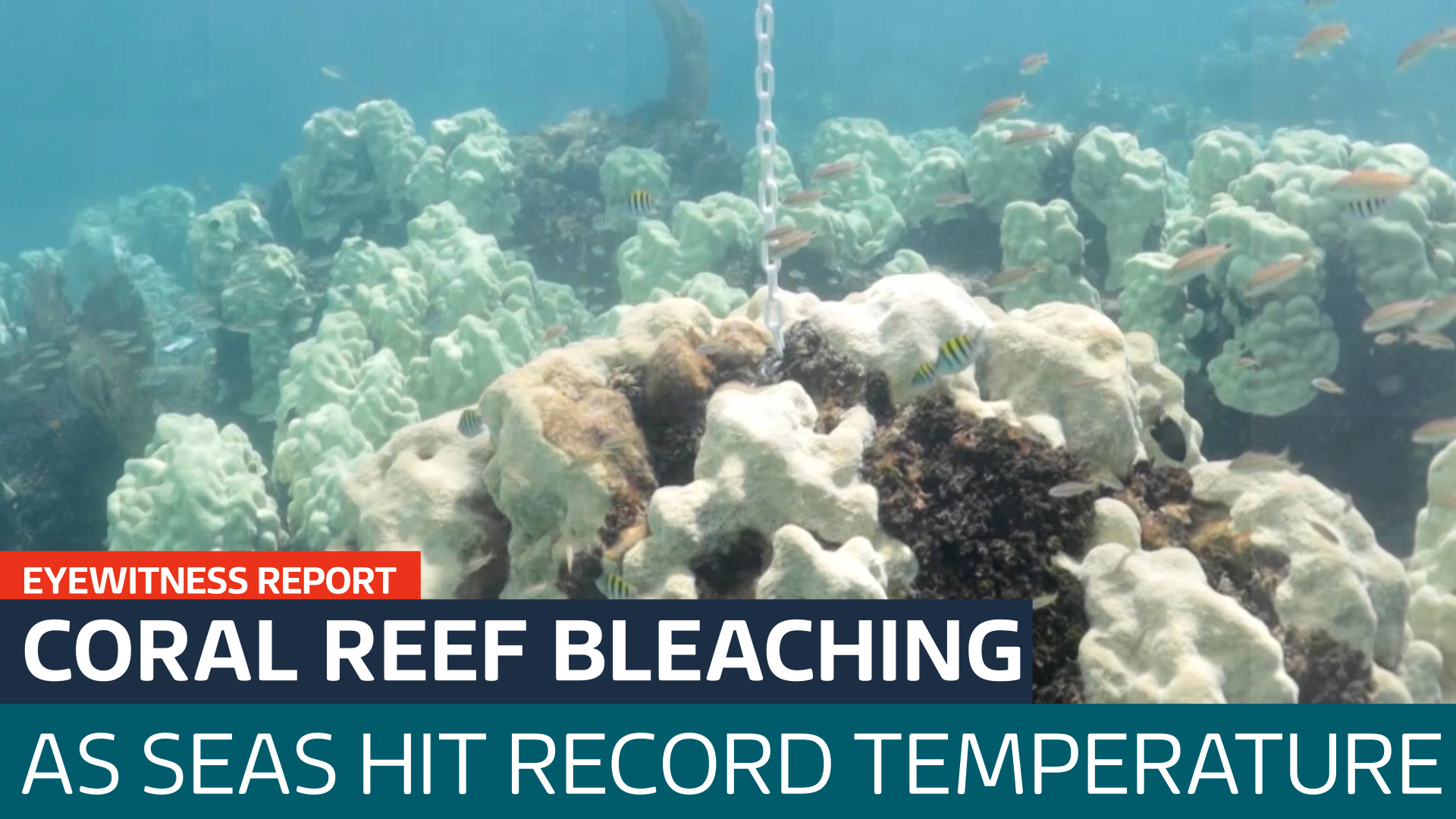 Eyewitness report shows bleached coral reef as oceans reach highest ...