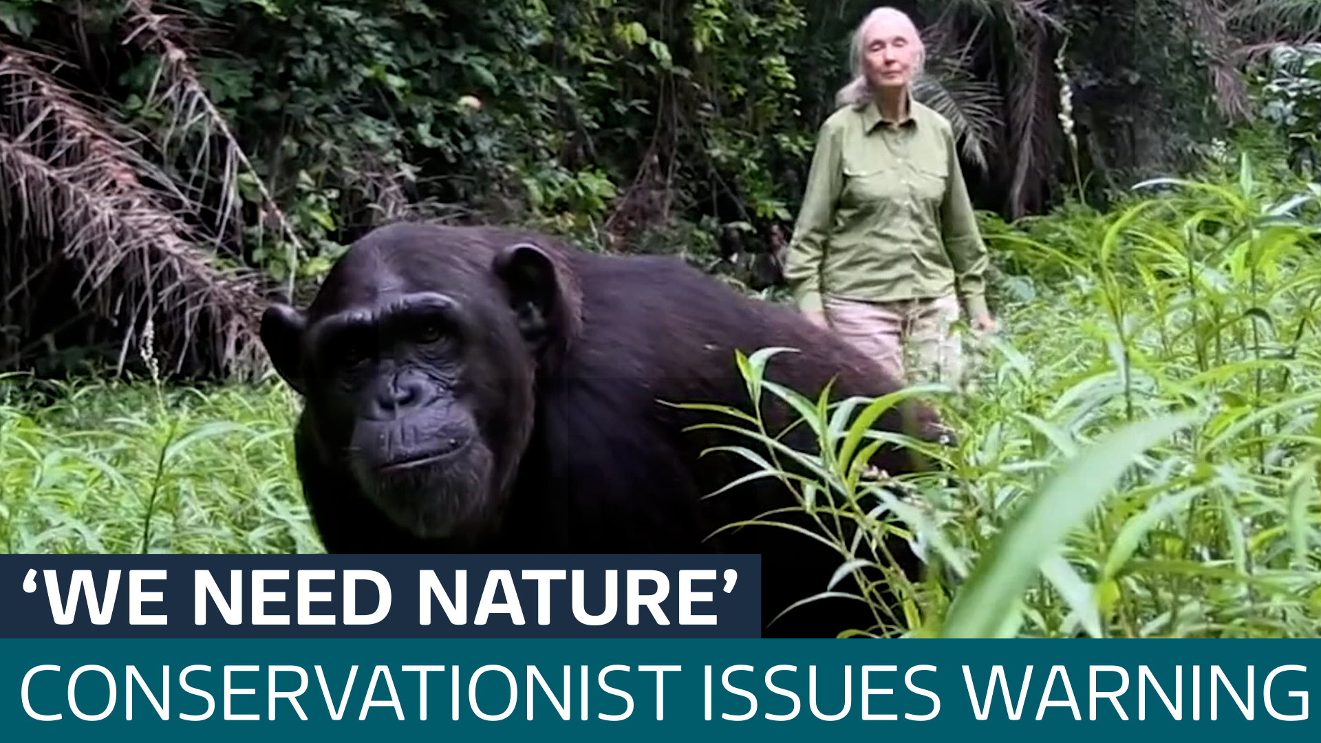 Leading conservationist explains what's at stake if biodiversity is not ...