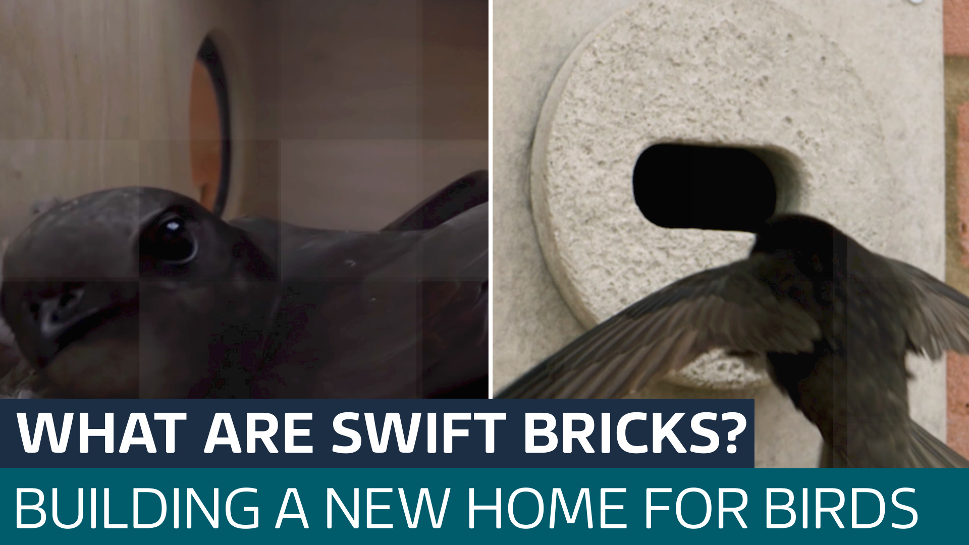 Save the swifts: Calls to build a better future for Britain's birdlife ...