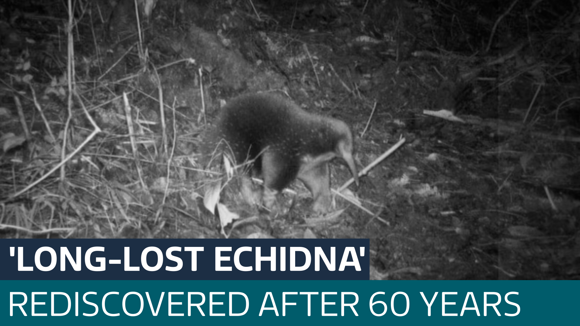 Mammal believed to be extinct is rediscovered by 'delighted' scientists ...