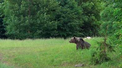 Five injured in second bear attack in Slovakia in three days - Latest ...