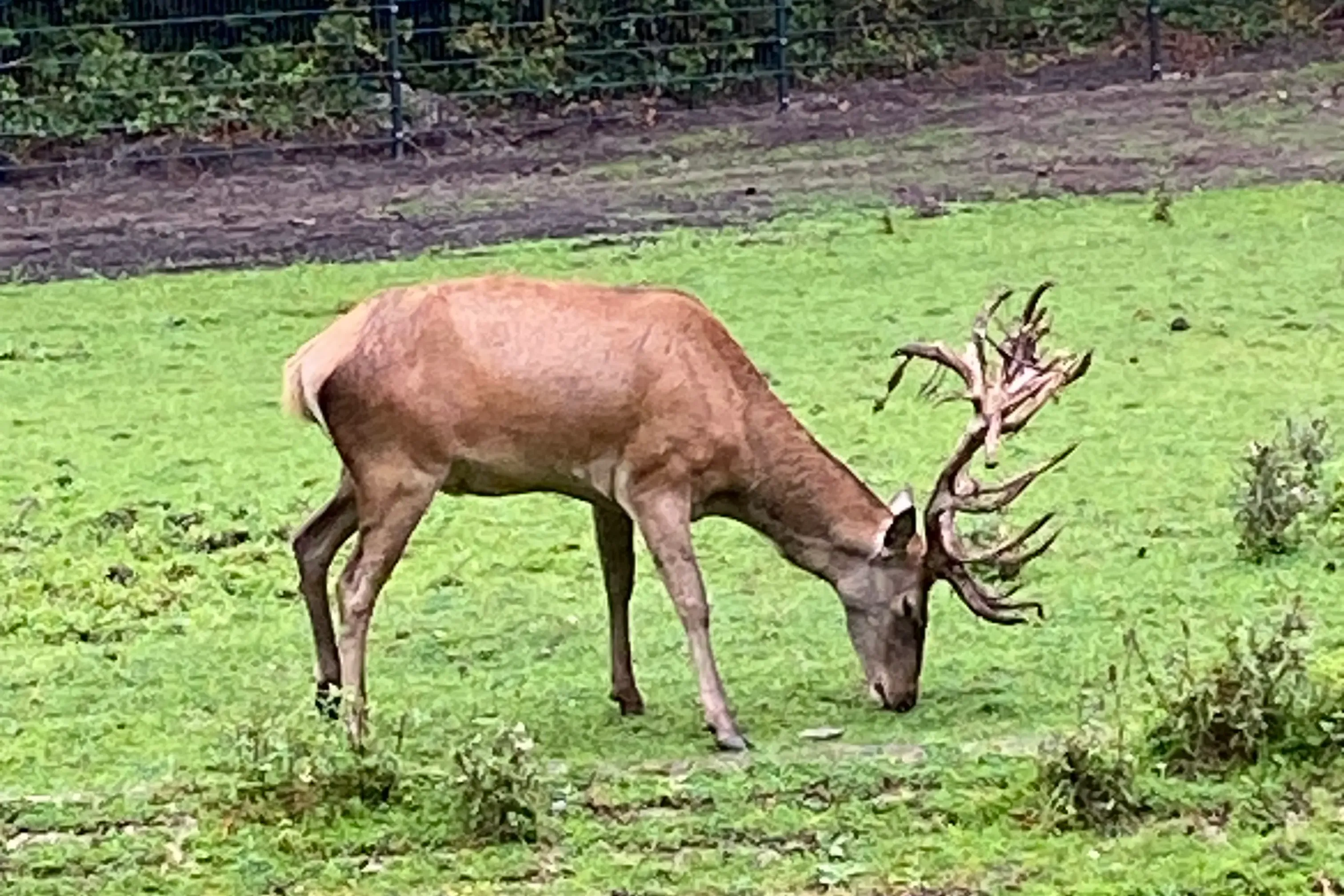 Neues Gehege Wildtierpark Kloetze | BINGO! - Die Umweltlotterie