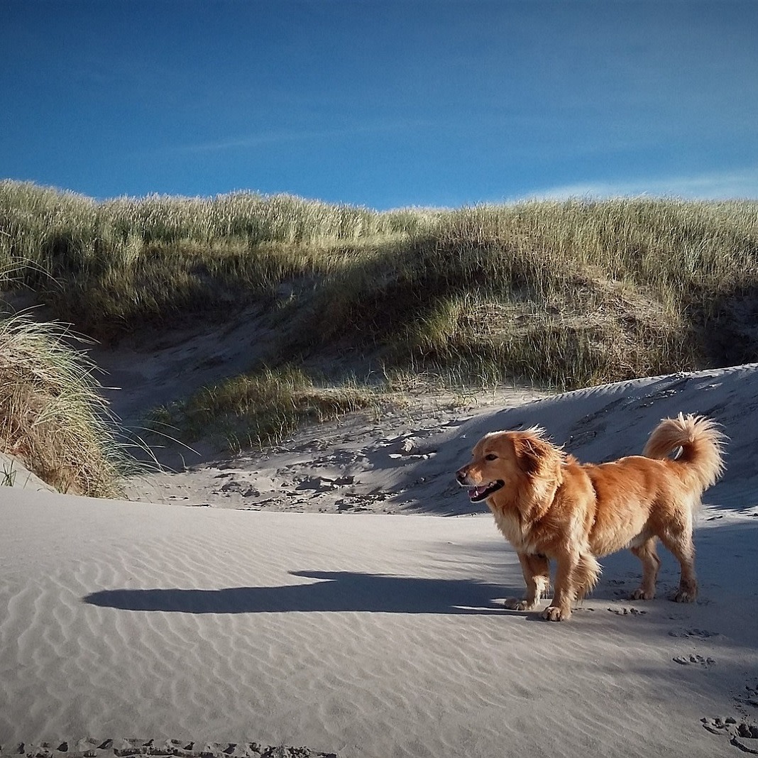 Urlaub mit Hund – Ferien mit dem Vierbeiner | FeWo-direkt