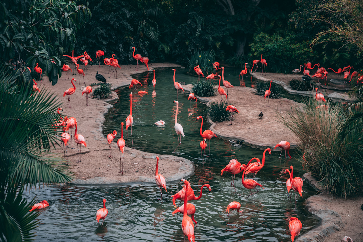 Top 10 zoologiske haver og dyreparker verden over | Vrbo Danmark