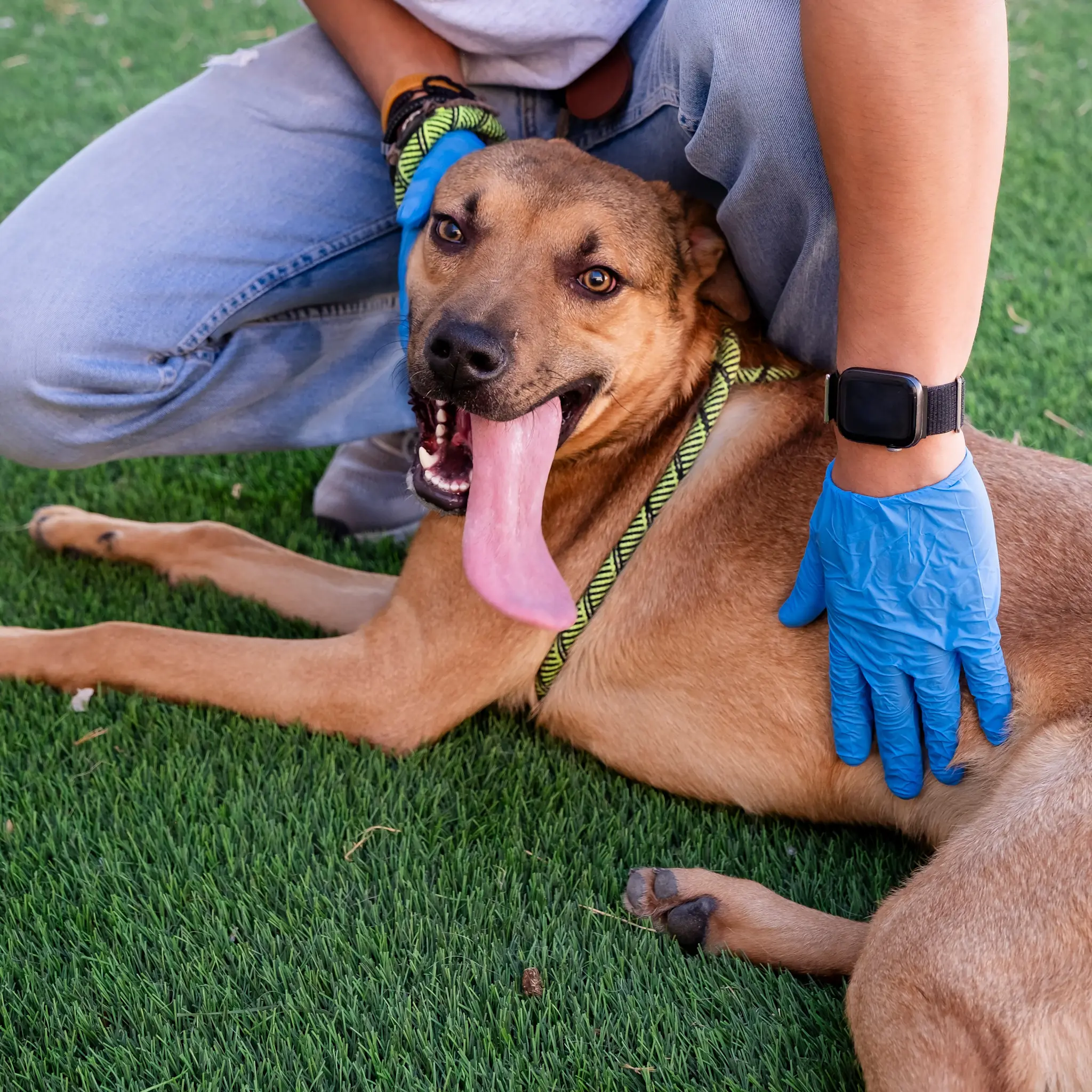 Animal Shelter Management Certificate Program | Powered by Petco Love ...