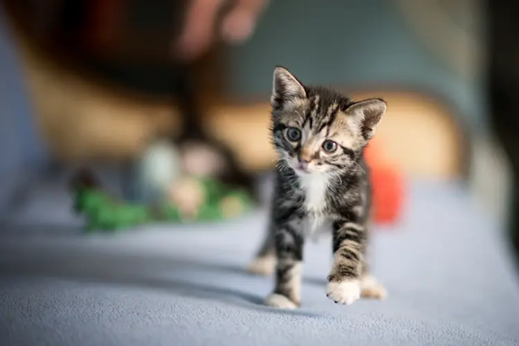 Cat and Dog Foster Information & Resources | Petco Love Adopt