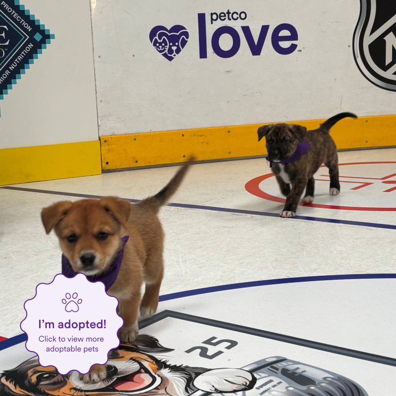 Stanley Pup Bonnie & Clyde