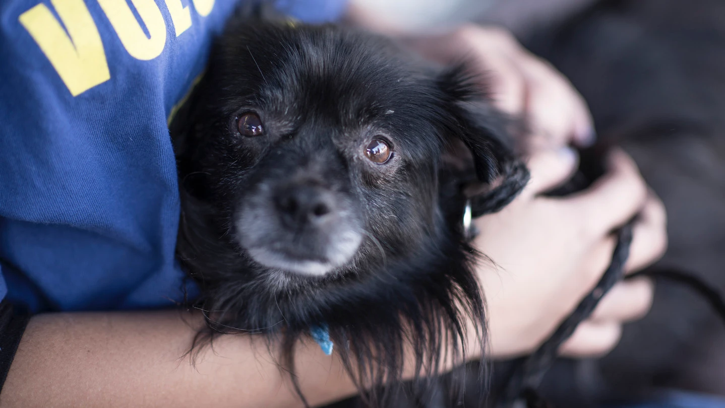 How to Recover a Stolen Pet | Petco Love Lost