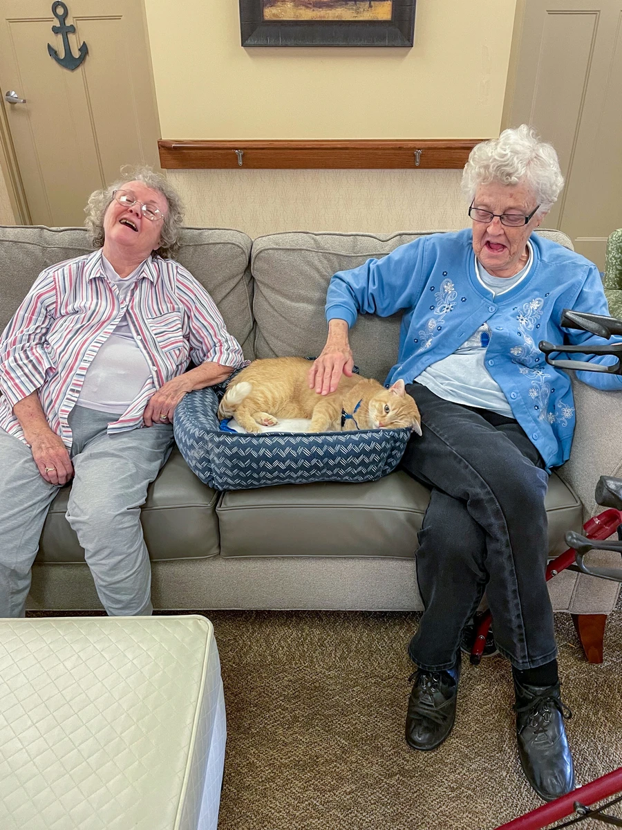 Senior Cat Murray Helps Amy Find Purpose In Life | Petco Love Adopt ...
