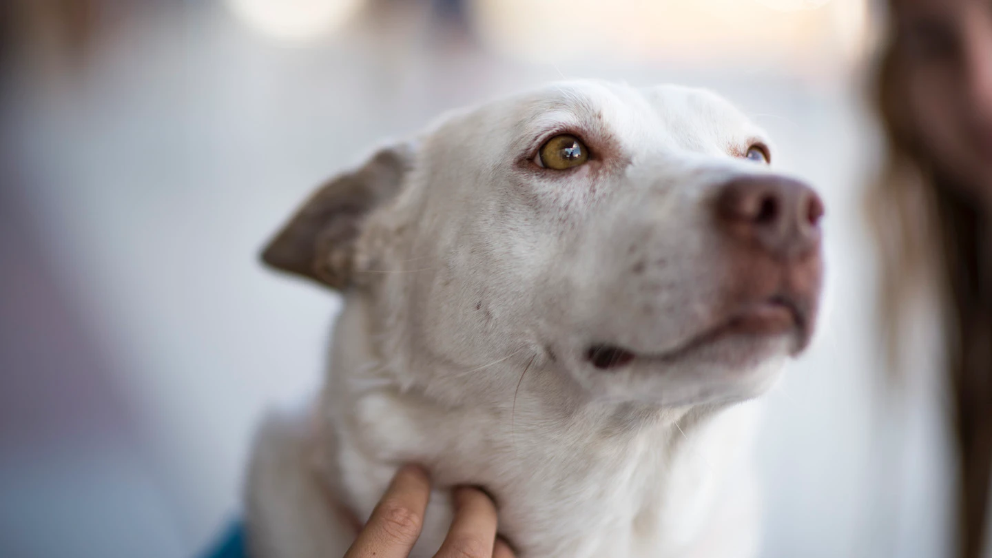 What To Do If You Find A Lost Dog | Petco Love Lost