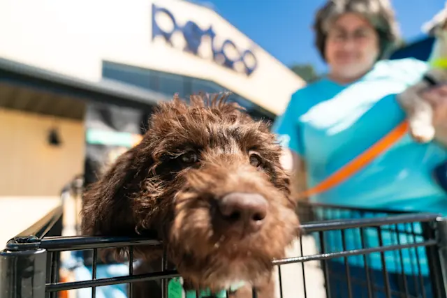 Petco Love Adopt | Foster or Adopt a Pet Today