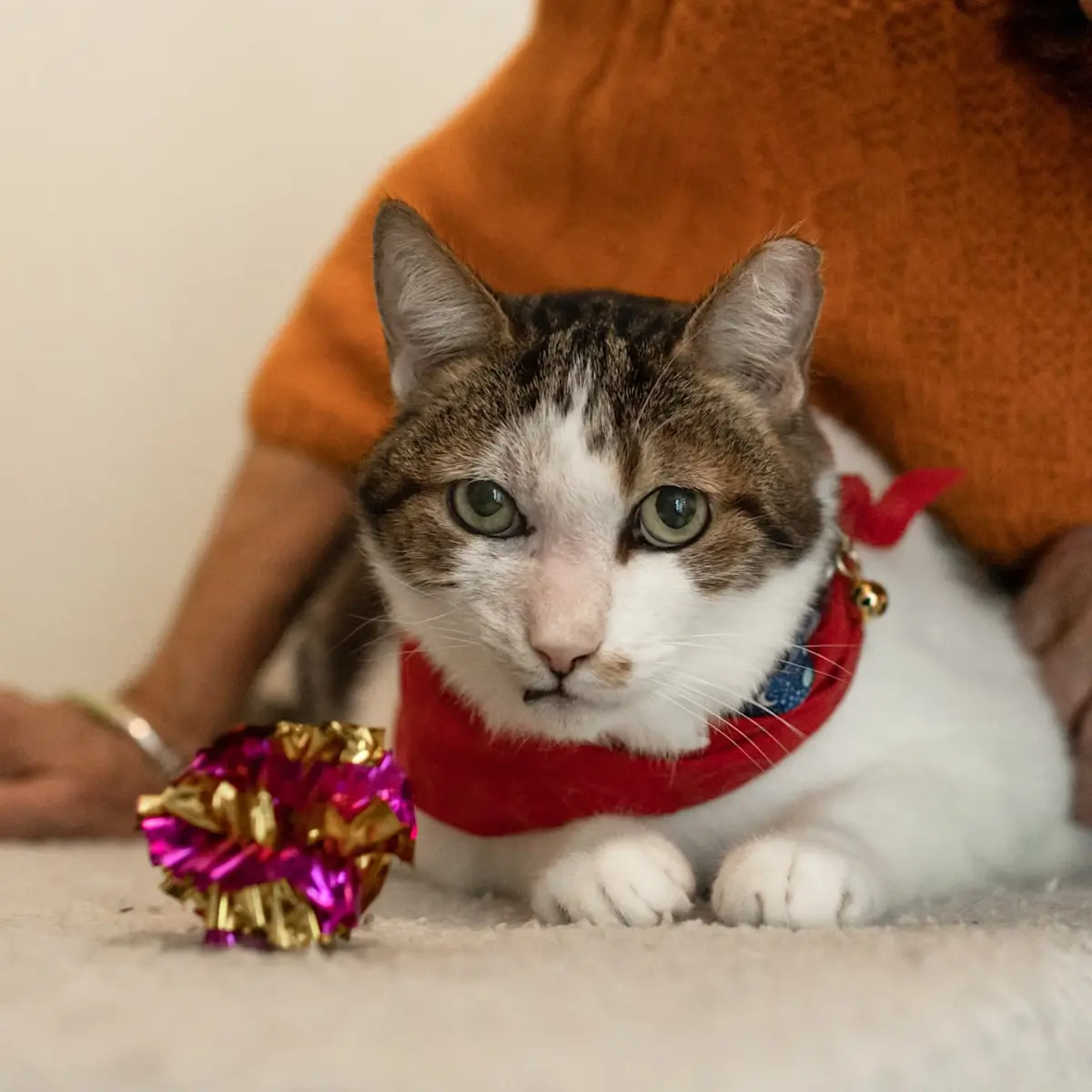 Help Provide Lifesaving Pet Cancer Treatment | Petco Love Care