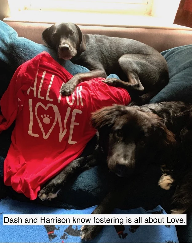 My First Foster Changed My Life