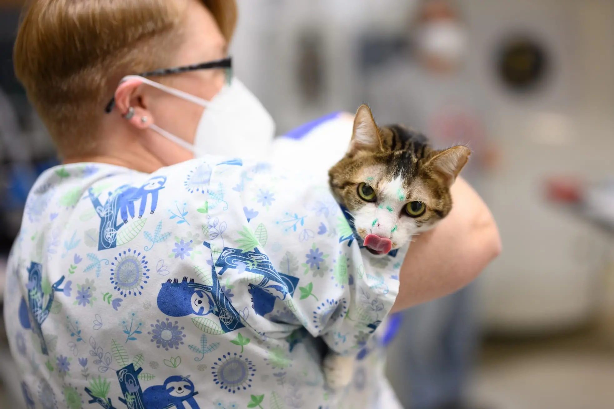 Rescue cat Chatterbox fights pet cancer with help from a lifesaving fund