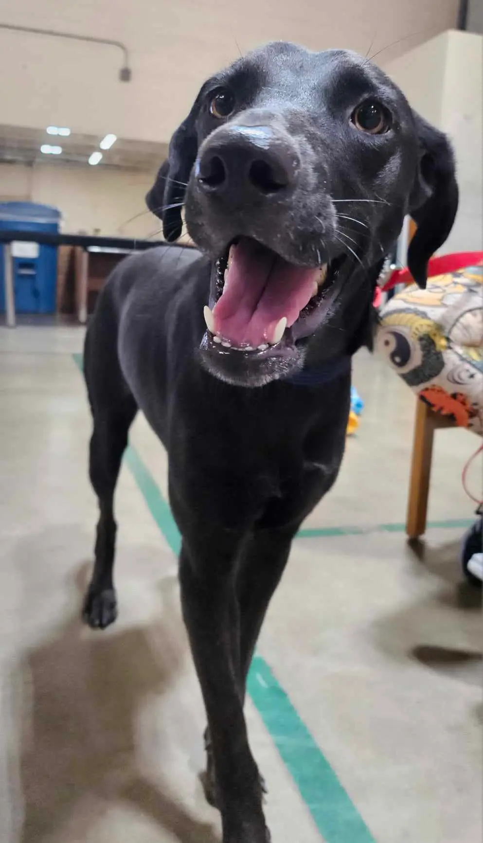 Cheer- Rio Grande Valley Humane Society