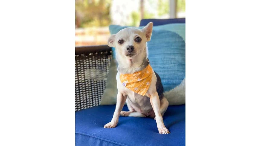 Senior Foster Dog Inspires a Social Media Movement