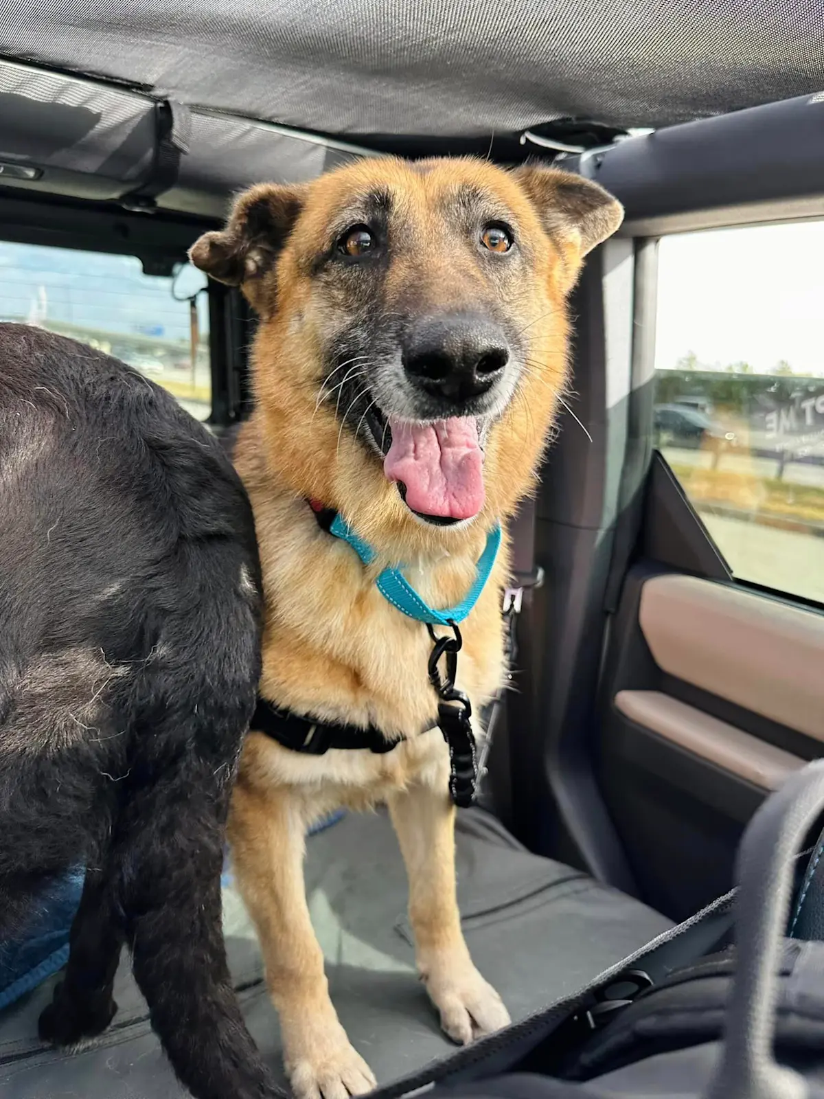 Love for the Holidays Adoption & Foster Weekend | Houston, TX Locations ...