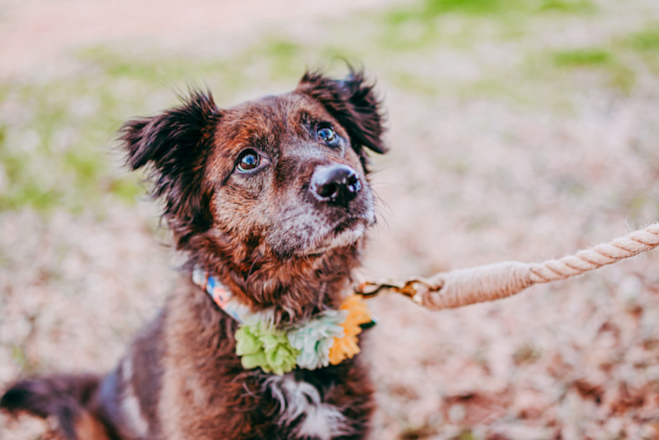 Vet Student’s Dog Receives Lifesaving Cancer Treatment