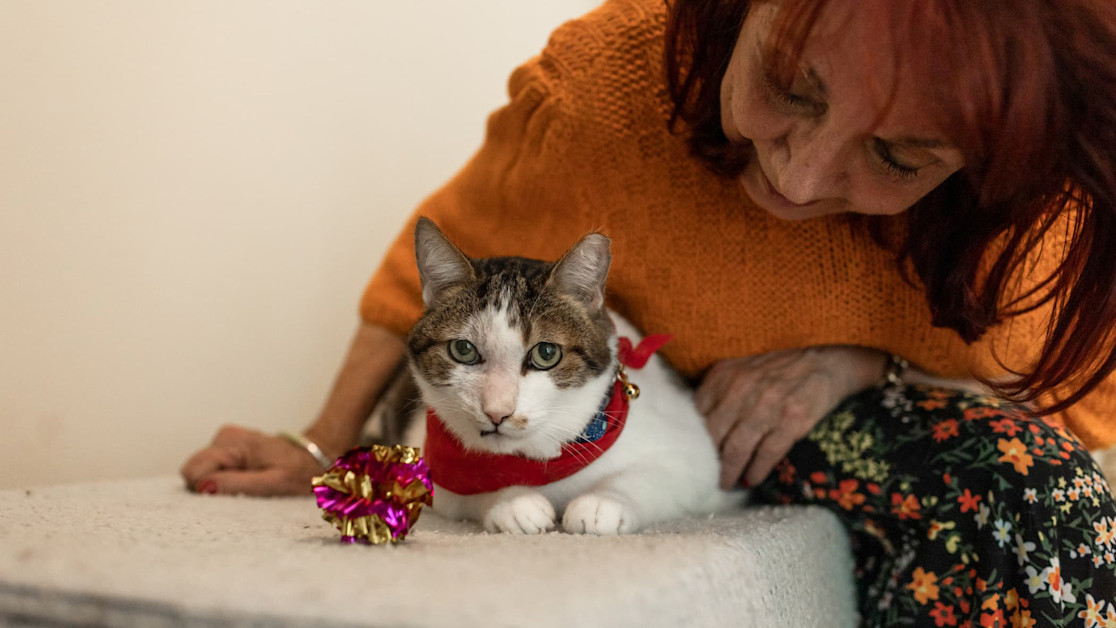 Rescue cat Chatterbox fights pet cancer with help from a lifesaving fund