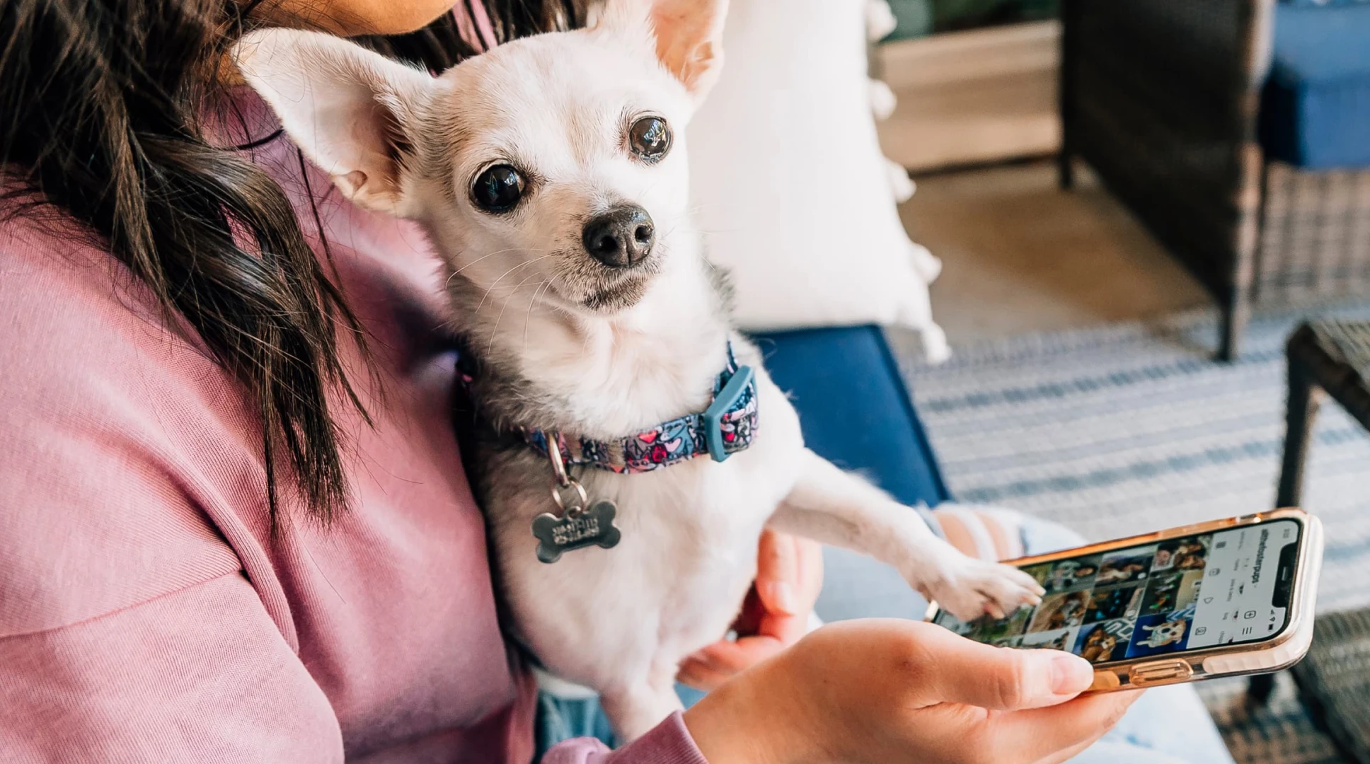 Help Reunite Lost Pets Near You | Petco Love Lost