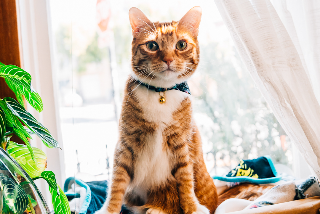 Petco Love Adopt | Foster or Adopt a Pet Today