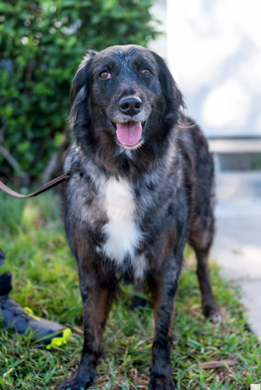Rescued Service Dog Helps Veteran Find Healing and Love