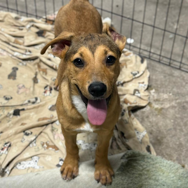 Tootsie Roll - Rio Grande Valley Humane Society
