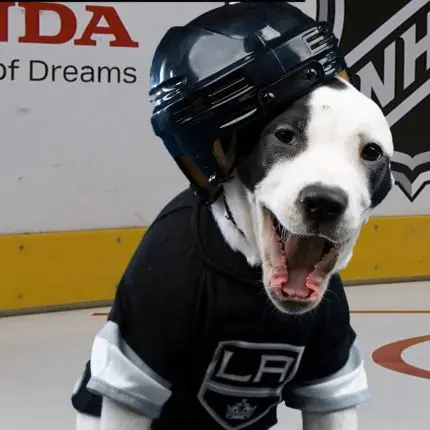 Stanley Pup | Petco Love