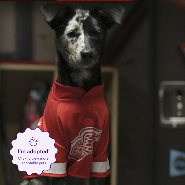 Stanley Pup | Petco Love