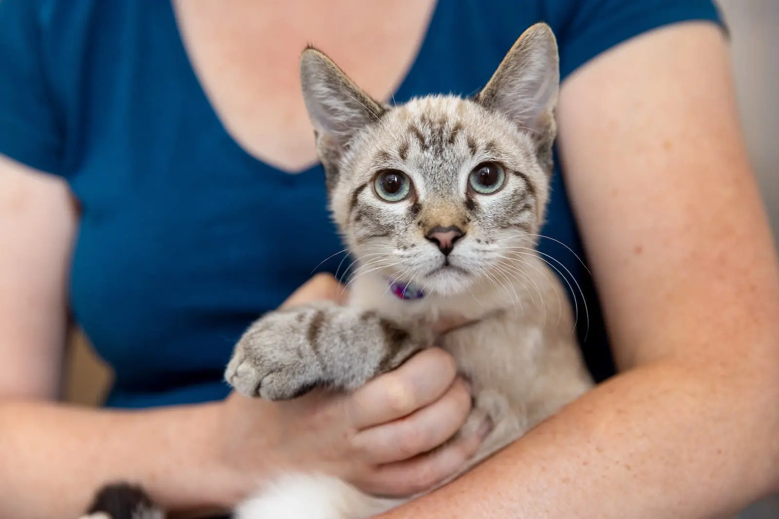 Help Reunite Lost Pets Near You | Petco Love Lost