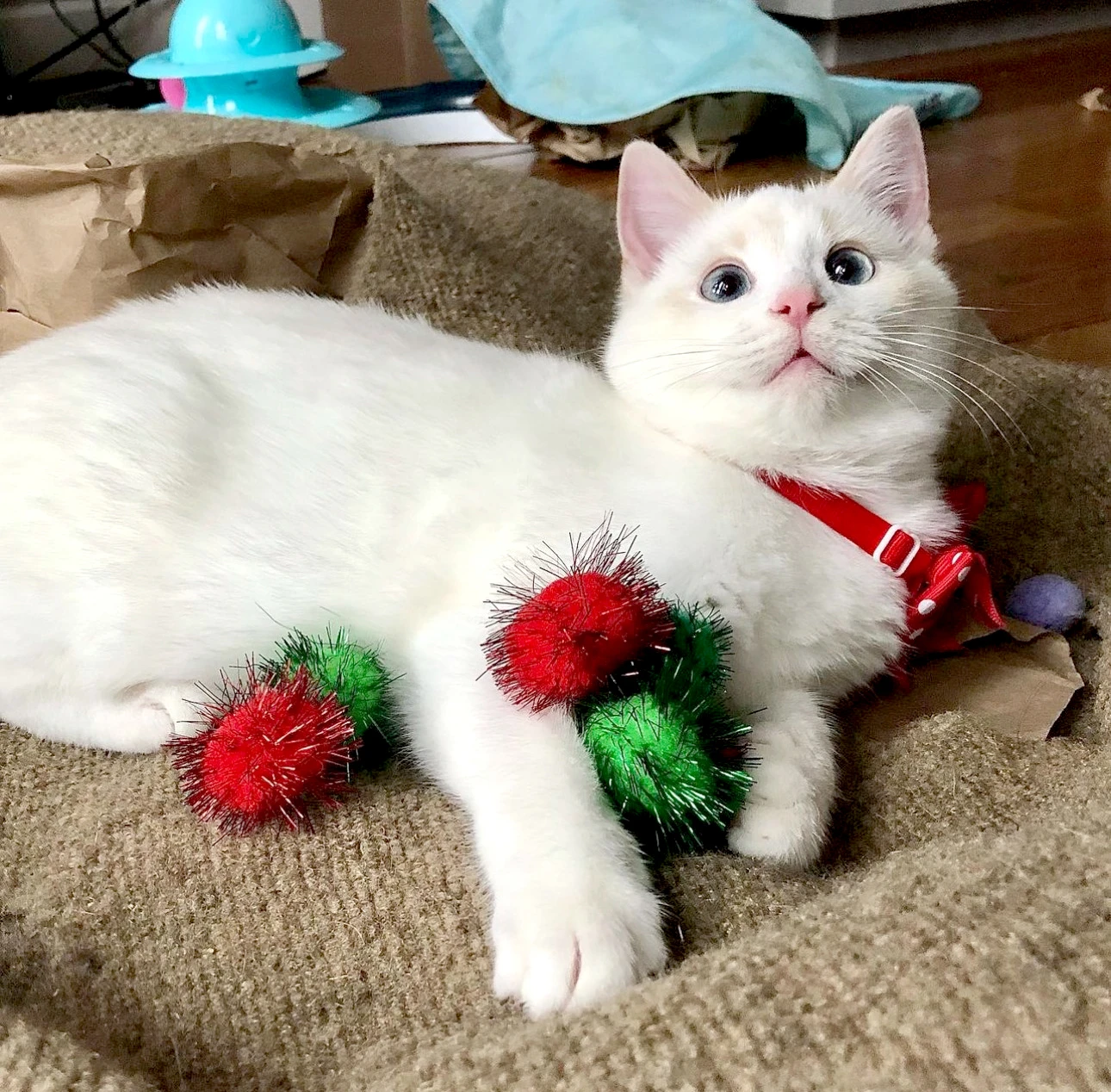 Adopted Cat Reignites Adopter’s Passion for Running | Petco Love ...