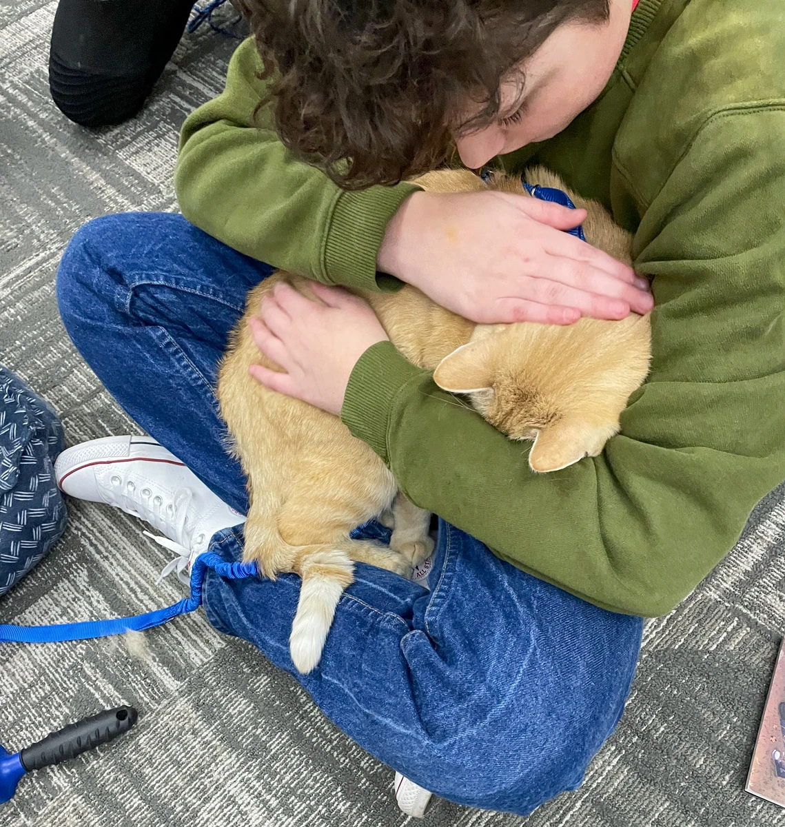 Senior Cat Murray Helps Amy Find Purpose In Life | Petco Love Adopt ...