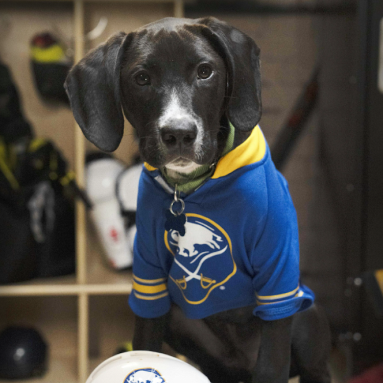 Stanley Pup | Petco Love