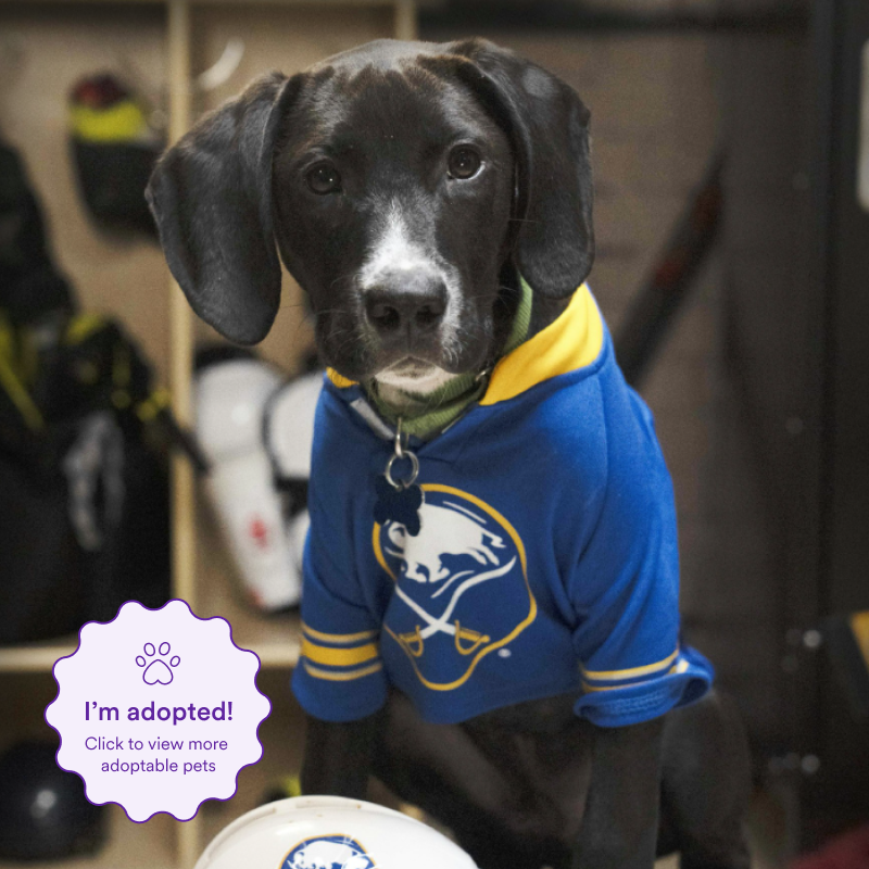 Stanley Pup | Petco Love