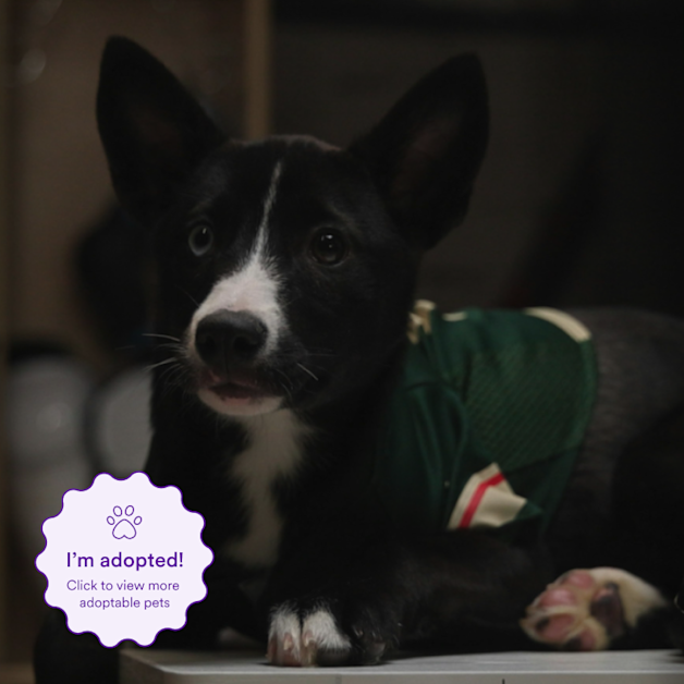 Stanley Pup Michelle aka Mats Booparello