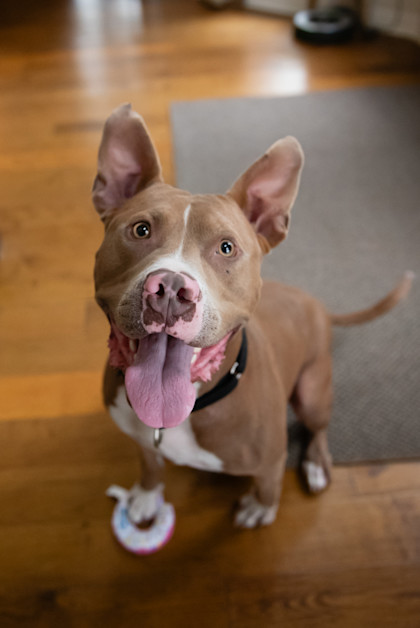 Diesel - Williamson County Regional Animal Shelter