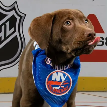 Stanley Pup | Petco Love