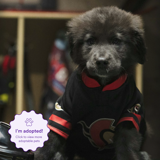 Stanley Pup Cat's In The Cradle aka Claude Girowl