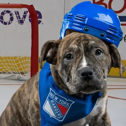 Stanley Pup | Petco Love