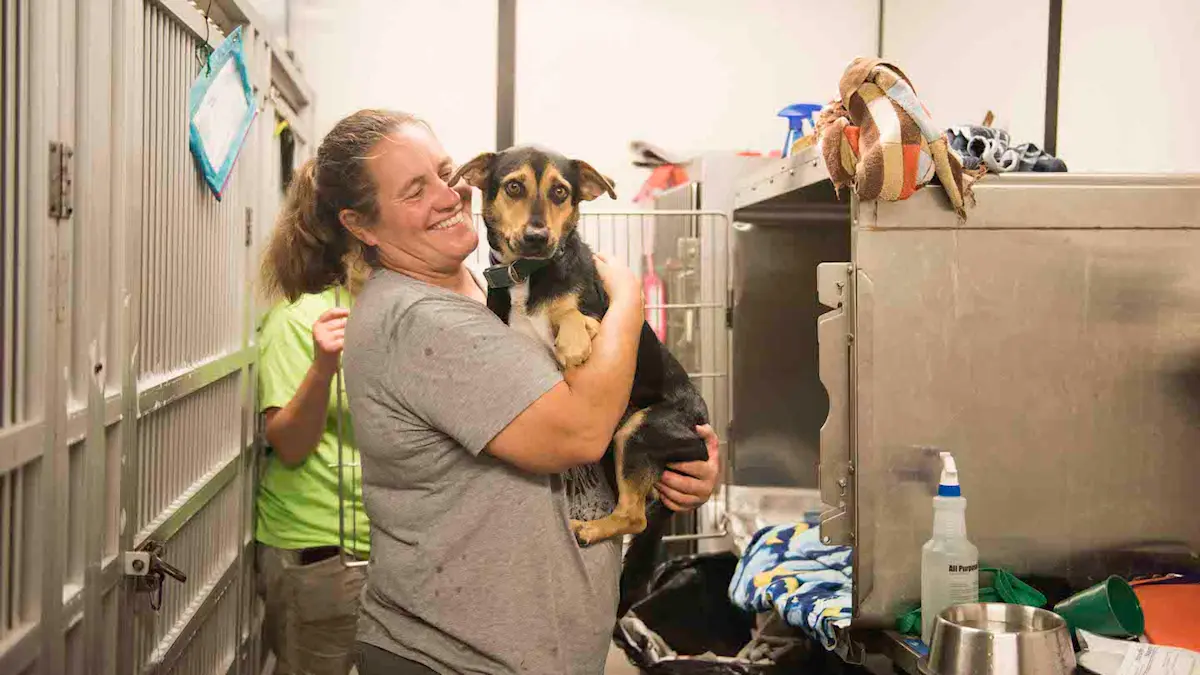 Resources for When You Find a Lost Pet | Petco Love Lost